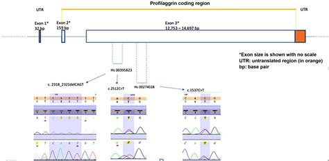 Prevalence Of Filaggrin Gene Polymorphisms Exon 3 In Patients With