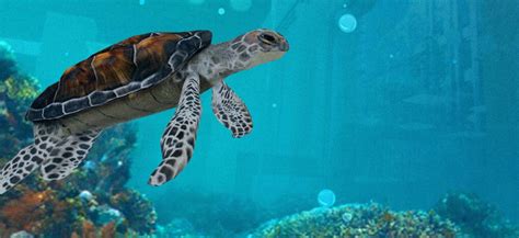 Webar Sdk Web Augmented Reality Software Development Kit Blippar