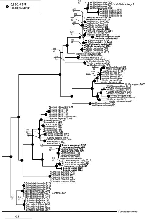 bayesian consensus tree from analysis of the combined cpdna dataset