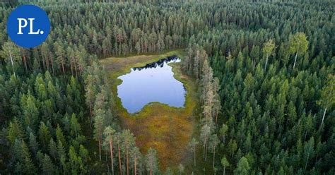 Mielipide Metsät Ovat Edelleen Hiilinielu Pääkirjoitus And Mielipide