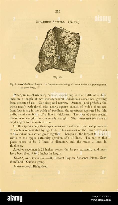 A Page From A Publication On Paleozoic Fossils Featuring Specimens And Details On Early Life