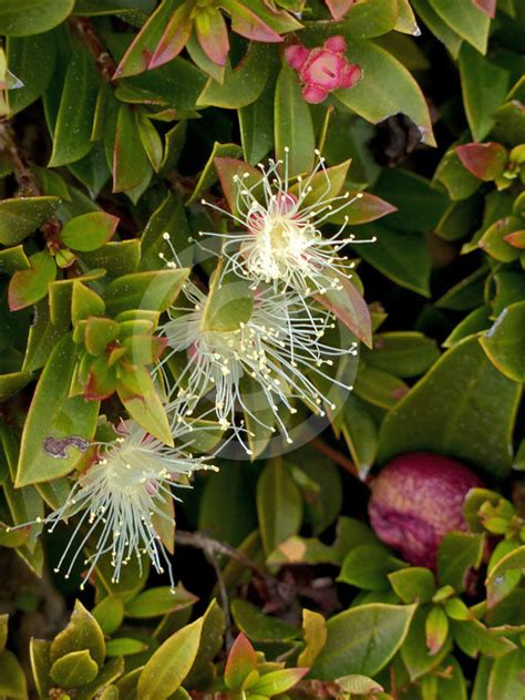 Syzygium Australe Tiny Trev Tiny Trev Lilly Pilly Information And Photos