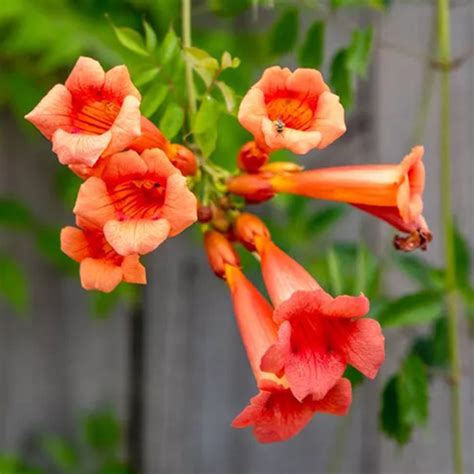 گل رونده پیچ اناری نهالستان و گلخانه مازند نهال