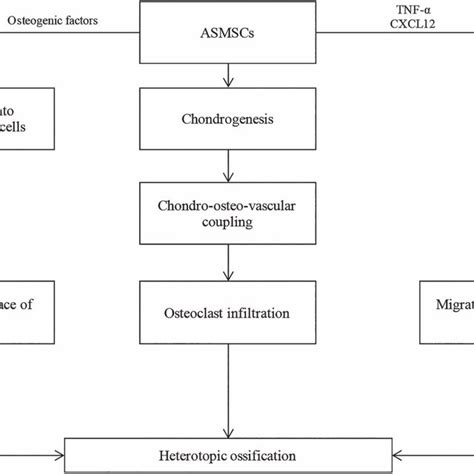 Pathways Of Mscs In Heterotopic Ossification Download Scientific Diagram