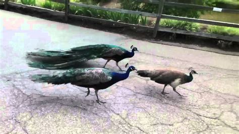 Pecocks Gangin Up On Me Youtube