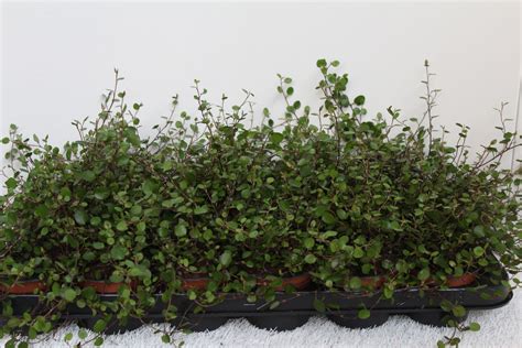 Muehlenbeckia Complexa — Plant Wholesale Floraccess
