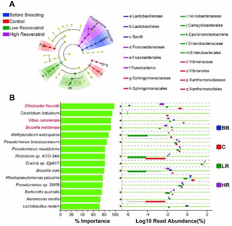 Identification Of Microbial Markers For Different Groups By Lefse Download Scientific Diagram