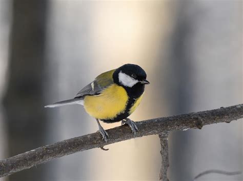 Premium Photo European Tit Sitting On A Branch