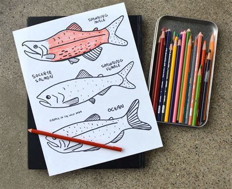 Printable Coloring Page Sockeye Salmon Hand Drawn Nature Coloring