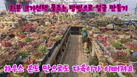 온도 조절 만으로도 다육이가 이뻐진다구요 하우스온도 베란다온도 관리하셔서 다육이 이쁘게 건강하게 키우세요 묵둥이 창 다육이 온도 이삐다육 달콤한총각다육