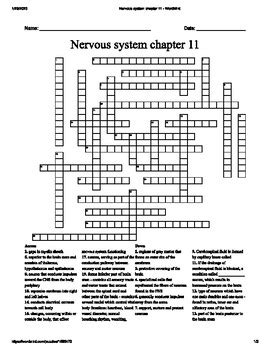 Nervous System Chapter 11 Crossword By Leili Hatami TPT