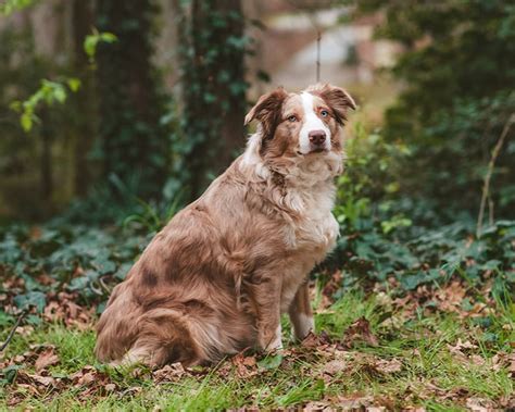 Aussie Red Merle