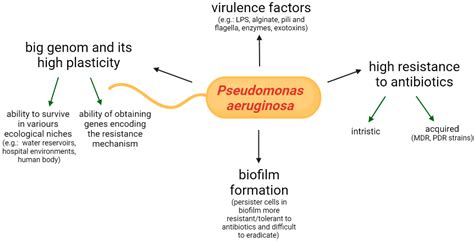 Is Pseudomonas Aeruginosa Multidrug Resistant At Antonio Fore Blog