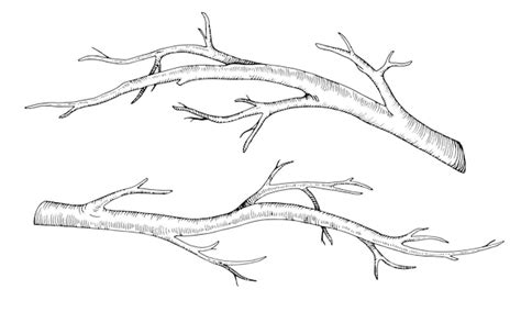 Ast Zeichnung Bilder Kostenloser Download Auf Freepik