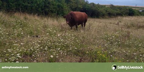 1 Pedigree North Red Ruby Devon Red Ruby Devon Breeding Bull