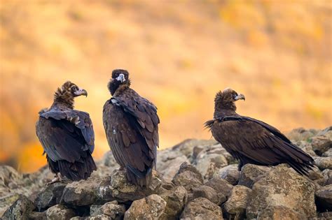 Птиците в България Здравейте Facebook