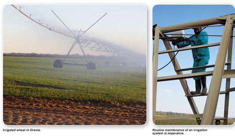 Irrigated Wheat Production An Intensive System Requires Intensive