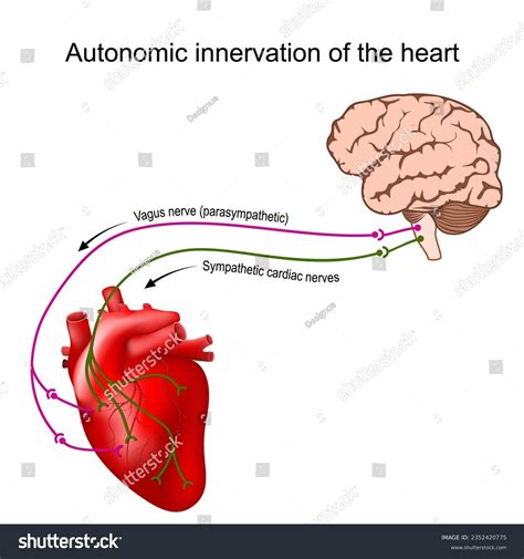 Sympathetic Receptors Over 161 Royalty Free Licensable Stock