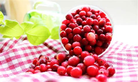 Клюква - польза и вред ягод для здоровья человека