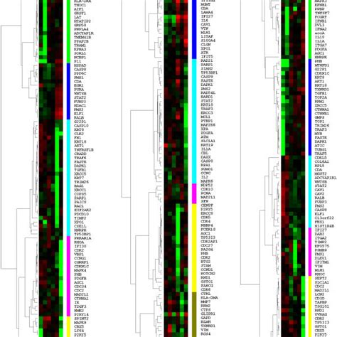 Hierarchical Clustering Of Hypervariable Genes Across Different Cell