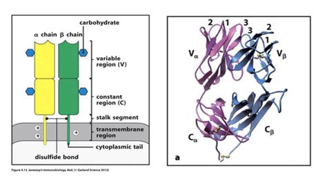 4 T Lymphocytes Flashcards Quizlet