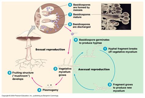 Asexual And Sexual Biodiversity