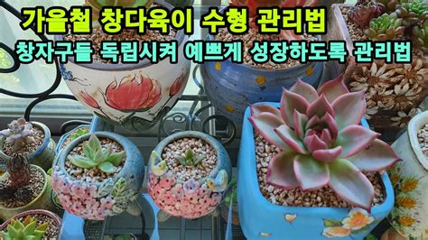 다육이♡ 가을철 창다육이 수형 관리법💓 창자구들 독립시켜 예쁘게 성장 하도록 해주기 💓 Youtube