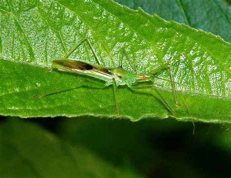 Zelus Assassin Bug Fontenelle Forest Nature Search Fontenelle