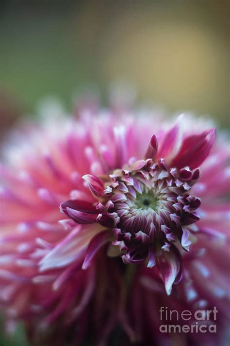Dark Red Eye Of A Dahlia Photograph By Mike Reid Fine Art America