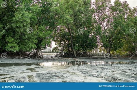 Green Mangrove Forest And Mudflat At The Coast Mangrove Ecosystem