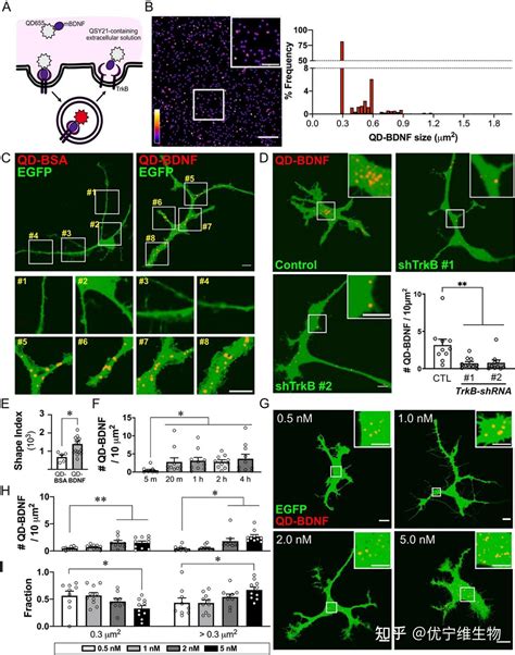 星形胶质细胞摄取、运输和分泌bdnf 的奇妙机制 知乎