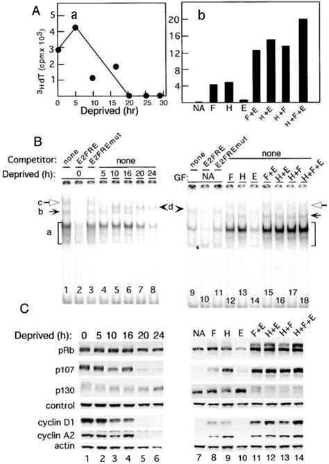 growth factor regulation of e2f dna binding activity and expression of