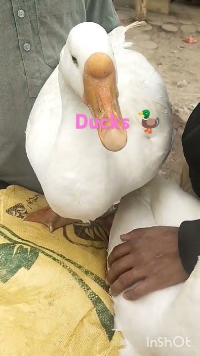 Ducks 🦆 Video Viral Birds Shorts Subscribe Cyberwolf Dn Youtube