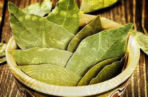 დაფნის ფოთოლი საფულეში ფულის ყველაზე მძლავრი მაგნიტი