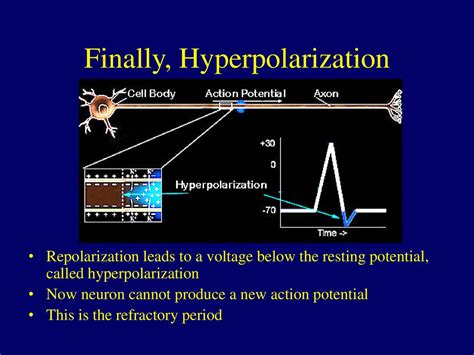 The Neuron And Action Potential Ppt Download