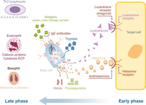 The Complex Pathophysiology Of Allergic Rhinitis Scientific Rationale