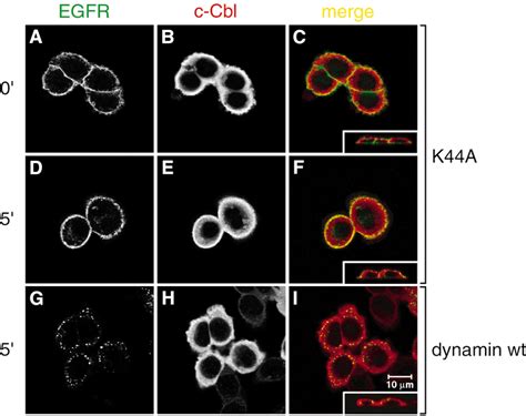 C Cbl And The Egfr Colocalize At The Plasma Membrane In The Presence Of