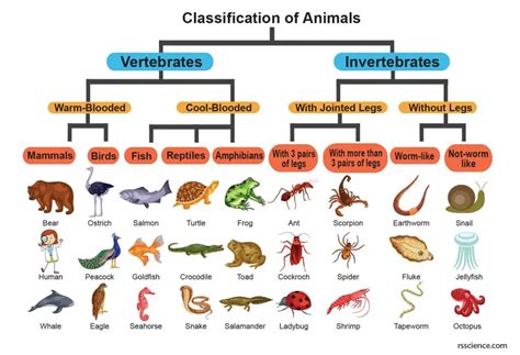 Kingdom Animalia Classification Characteristics And Evolution Rs