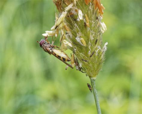 Hoverfly Eating Grass Seeds Stock Image Image Of Close Insect 189420681