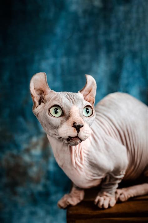 40000 Free Hairless Cat And Cat Photos Pixabay