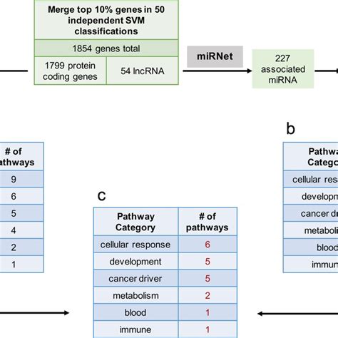 Workflow For Support Vector Machine Svm Classification Of Samples