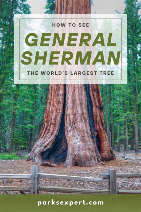 General Sherman Tree Scale Treemendous Saggywagontrail