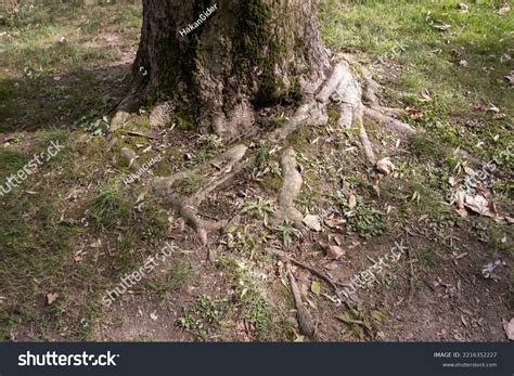Exposed Tree Roots Visible Above Ground Stock Photo
