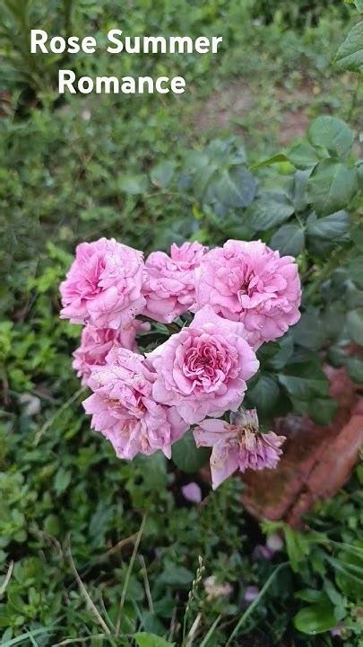 #rose Троянда Саммер Романс, флорибунда, 2013, Summer Romance, W ...