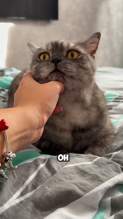 Почему котики переворачиваются на спину при виде вас Youtube