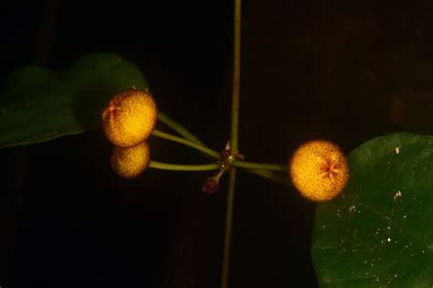 Microsorum Siamensis T Boonkerd Botany New Species