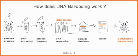 Genewise Solutions Dna Barcoding Services Unlock The Power Of Dna Barcoding Get Accurate And