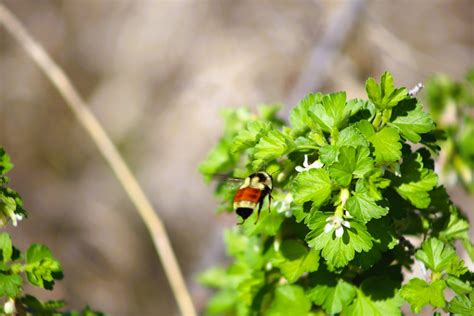 Identifying Wild Bees — Alberta Native Bee Council Identifying Wild Bees — Alberta Native Bee Council