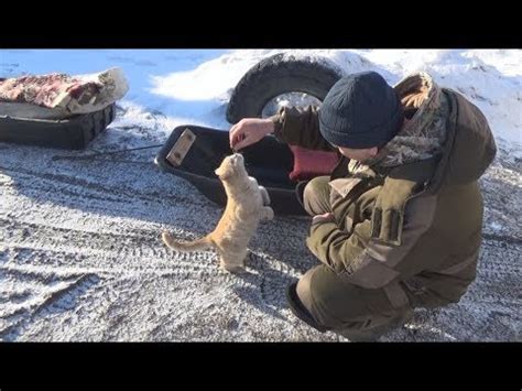 Рыбалка Весной На Окуня Мормышка Опарыш - YouTube