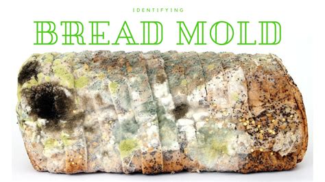 Bread Mold How To Identify Types Of Mold Science Trends